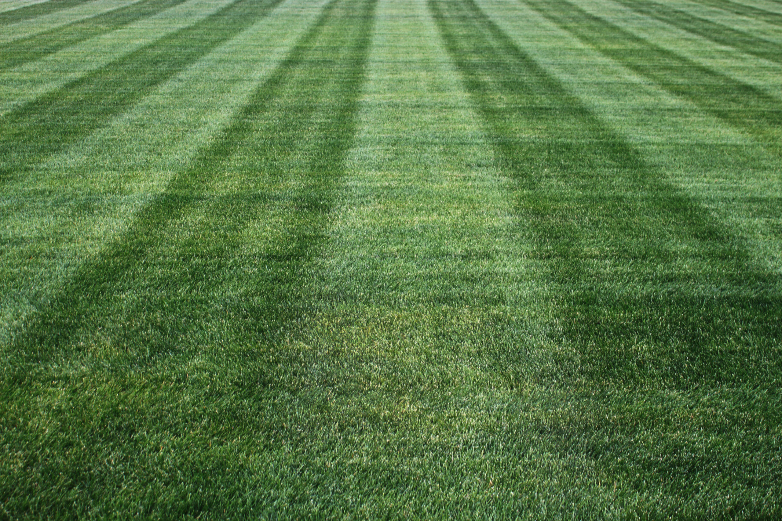 5 Steps of a Healthy Lawn - All-Terrain - Fargo, ND